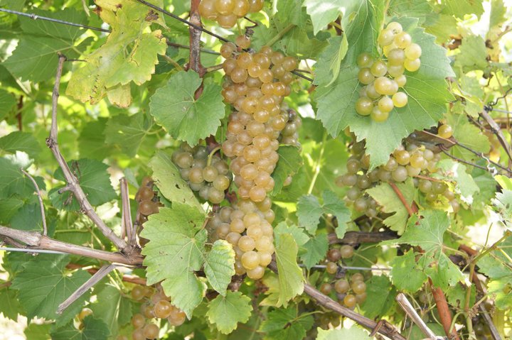 Pennsylvania ranks fourth in grape production, economic impact study ...